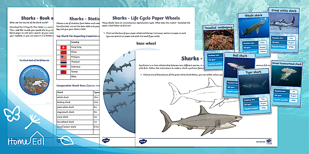 Sharks Lapbook | Primary Resources - Twinkl