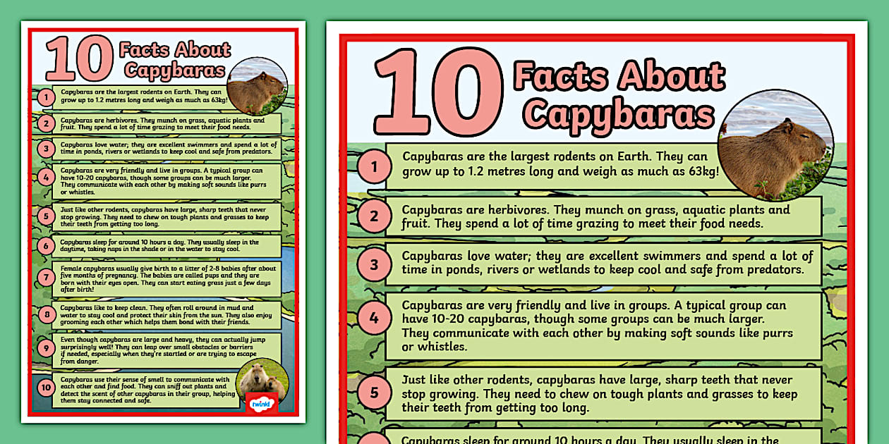 10 Facts About Capybaras Display Poster - Twinkl