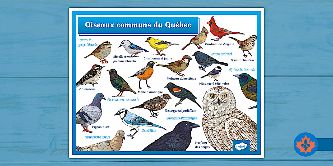 Common Birds of Québec French (teacher made) - Twinkl