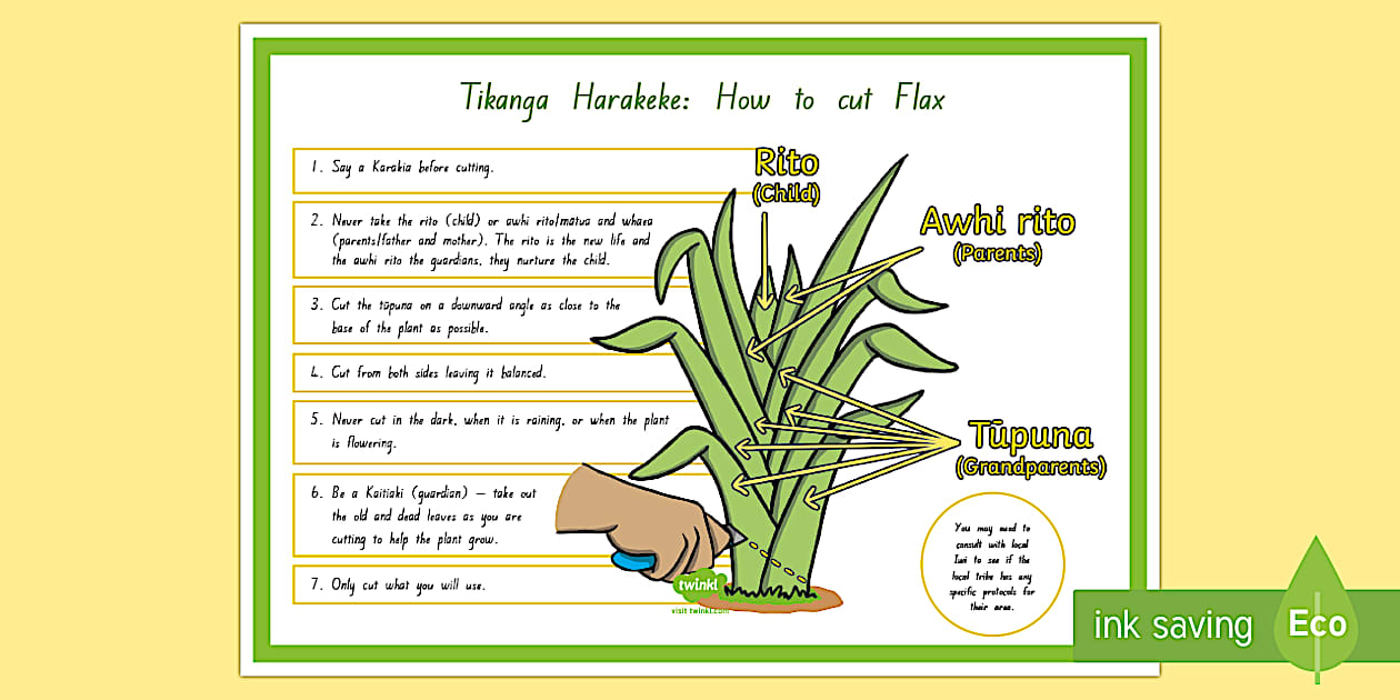 Editable Tikanga Example | Harakeke | How to cut flax A4 Display Poster