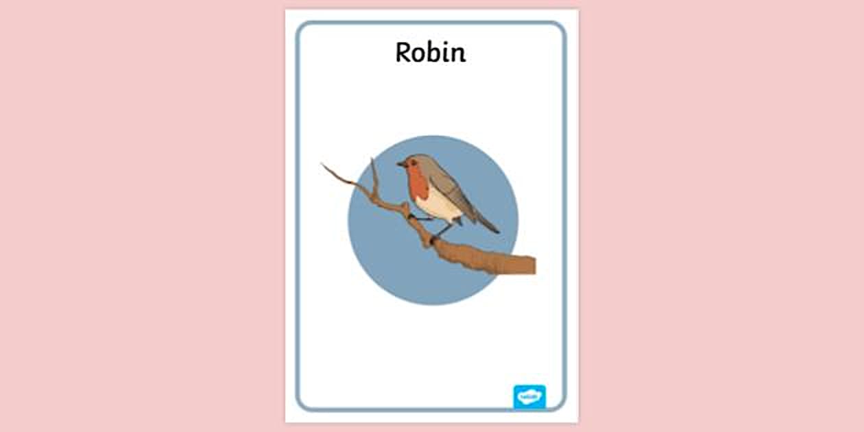 Robin Poster | Primary Resources | Twinkl Made - Twinkl