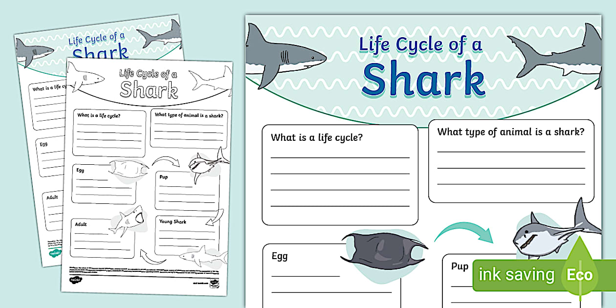 Shark Life Cycle Fact File Template (teacher made) - Twinkl
