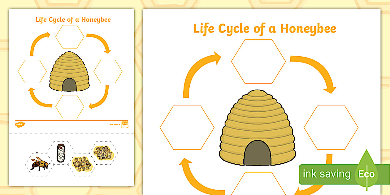 Life Cycle of a Honeybee Sequencing Activity (Teacher-Made)