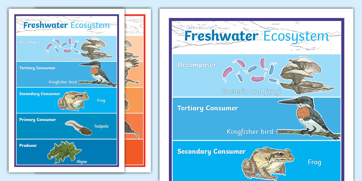Freshwater Ecosystems' Food Chain Photo Posters - Twinkl