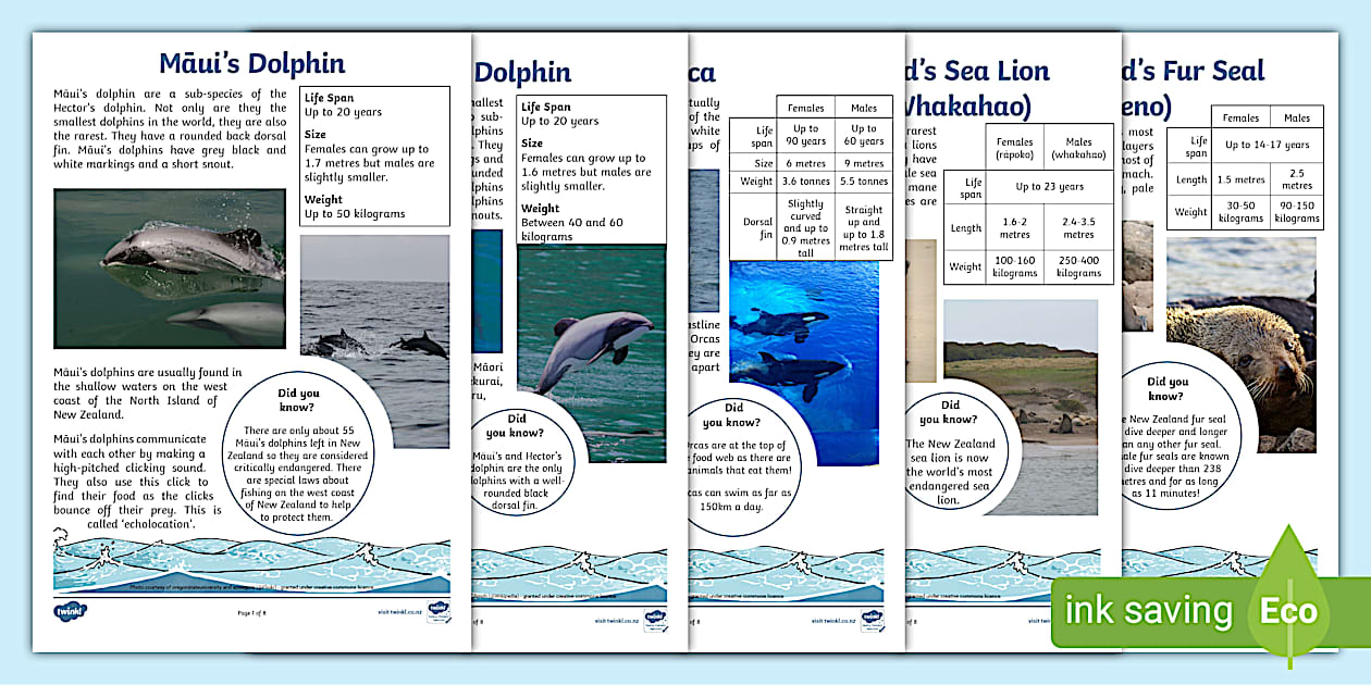 New Zealand Native Marine Mammals Fact File (teacher made)