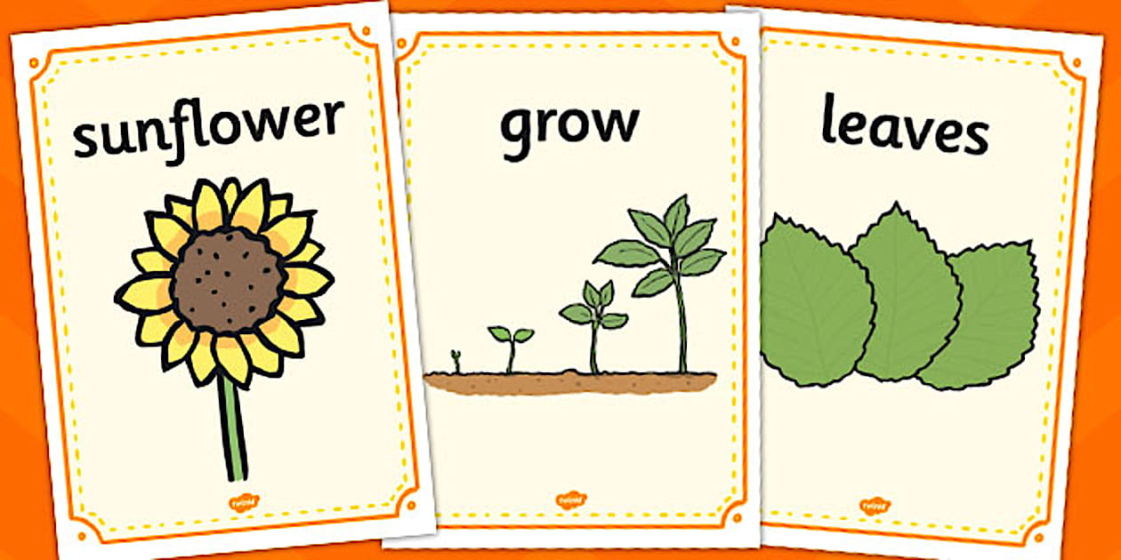 Cursive Sunflower Life Cycle Display Posters (teacher made)