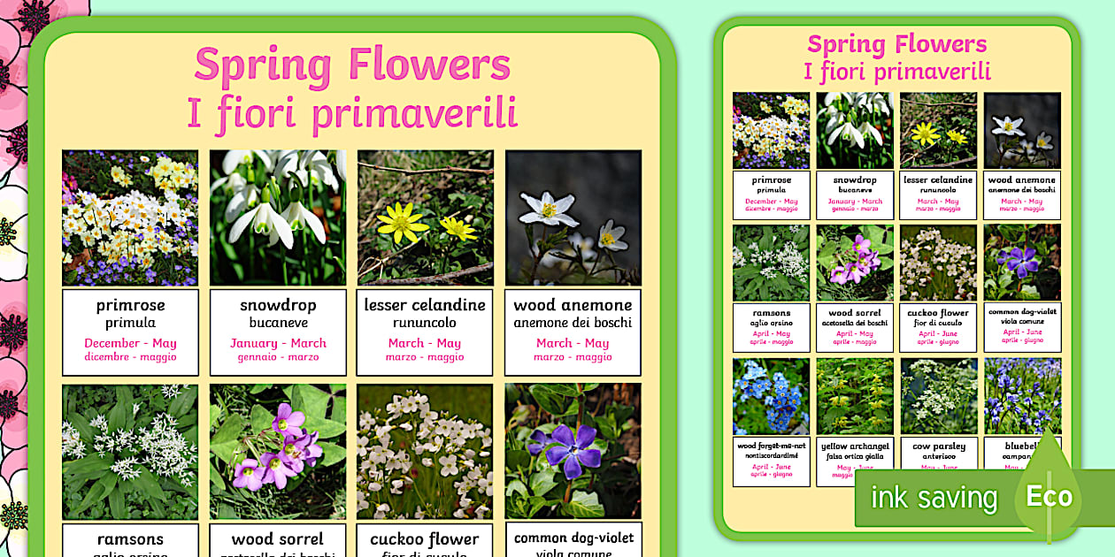 Spring Flowers Display Poster (Teacher-Made) - Twinkl