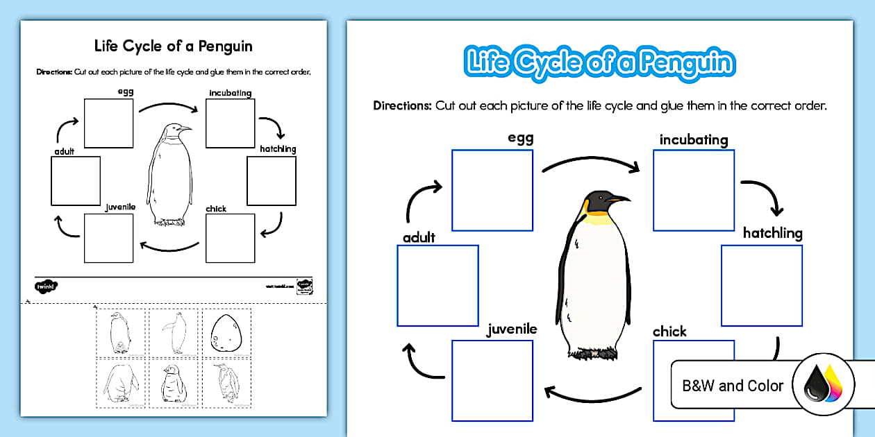 Kindergarten Life Cycle of a Penguin Cut and Stick Worksheet