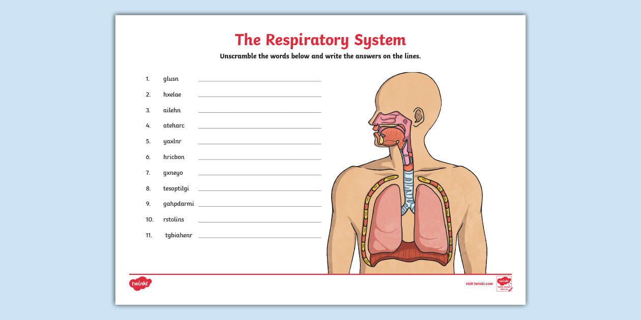 The Respiratory System Word Unscramble (teacher made)