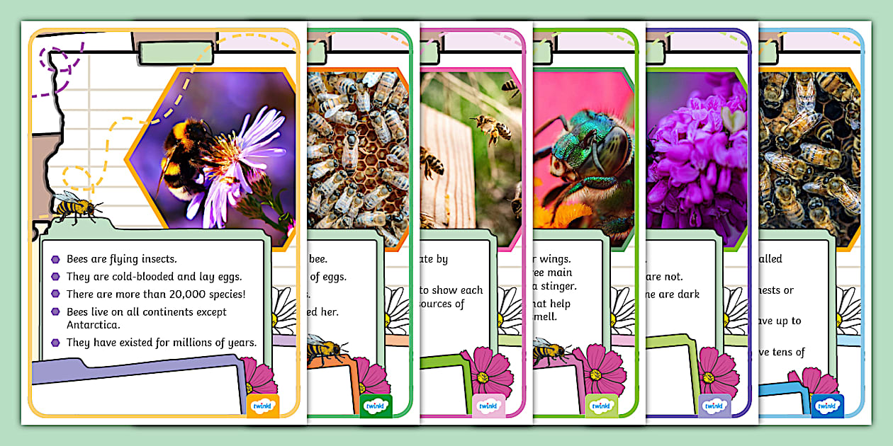 Bees Facts Display Posters - Minibeasts - KS1 (teacher made)