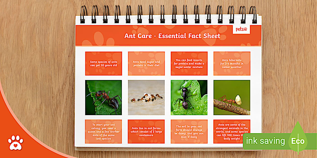 Ant Care - Essential Fact Sheet - Ant Farm - Twinkl Pets