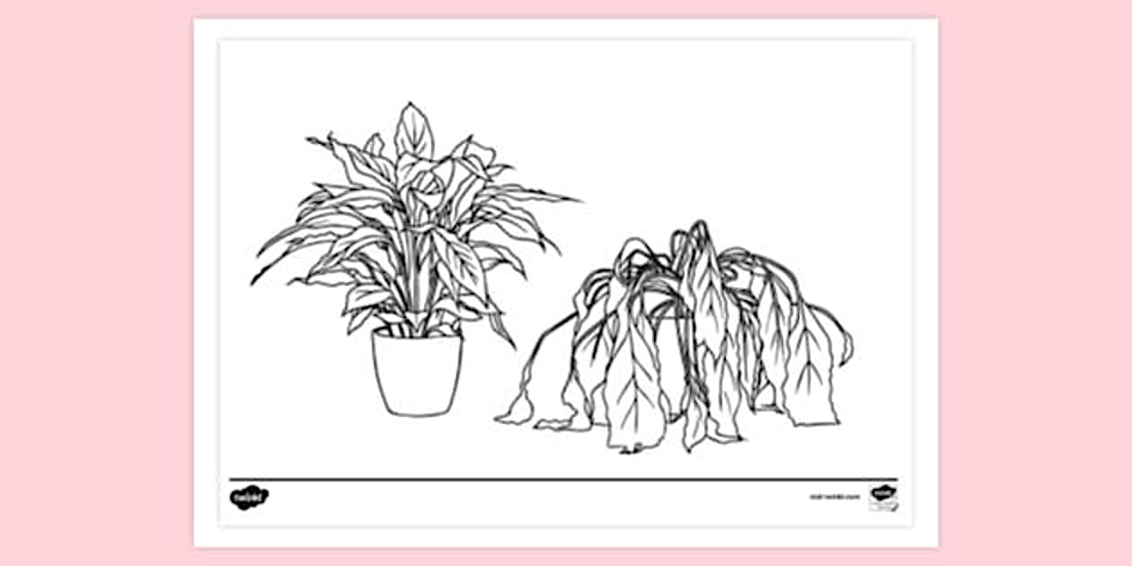 Healthy Plant And Unwatered Plant - Colouring Sheet - Twinkl