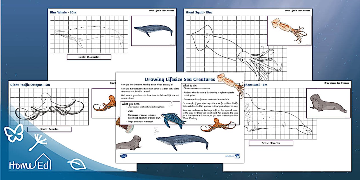Draw Lifesize Sea Creatures Activity Pack (teacher made)