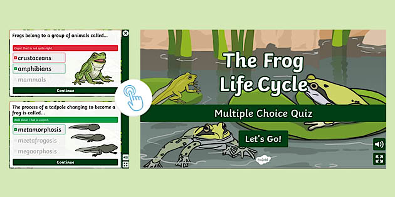 Frog Life Cycle Quiz (teacher made) - Twinkl