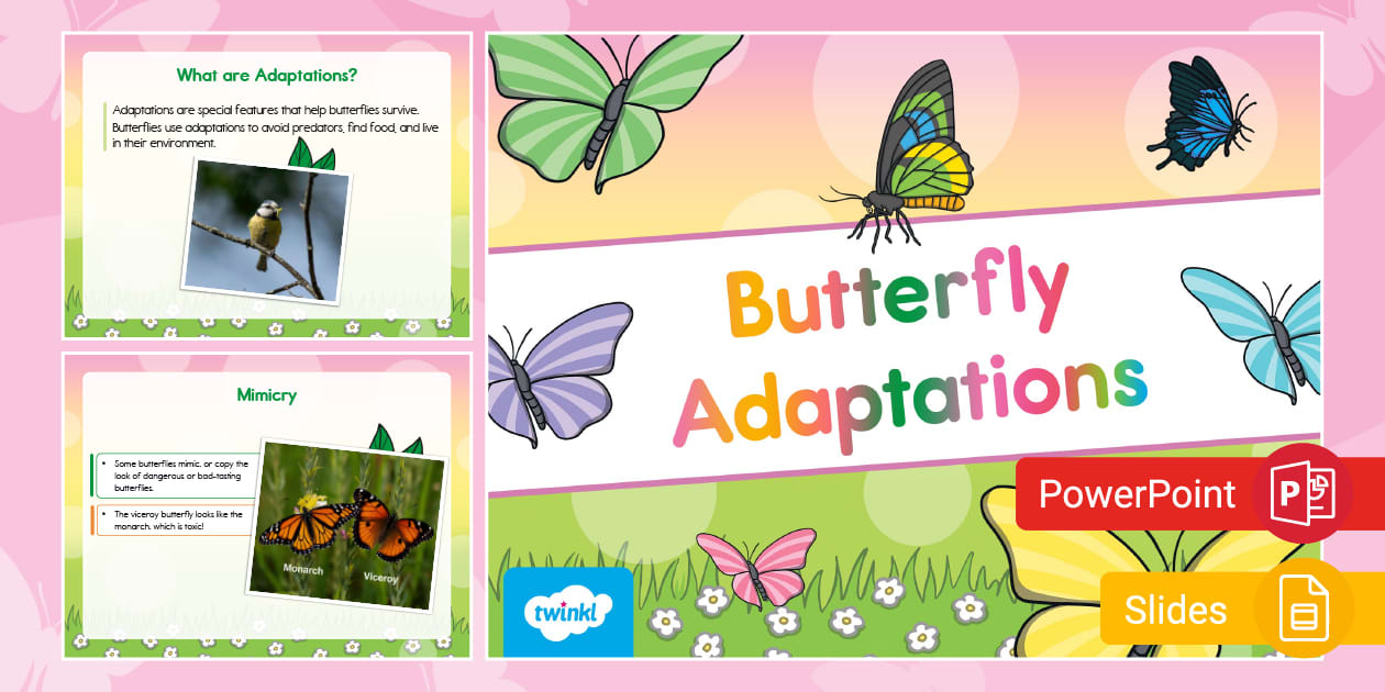 Butterfly Adaptations PowerPoint and Google Slides - Twinkl
