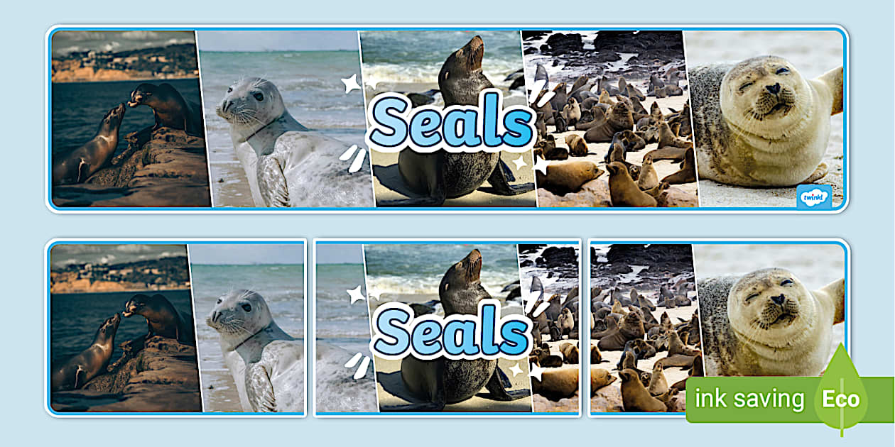 Seals Photo Display Banner (teacher made) - Twinkl