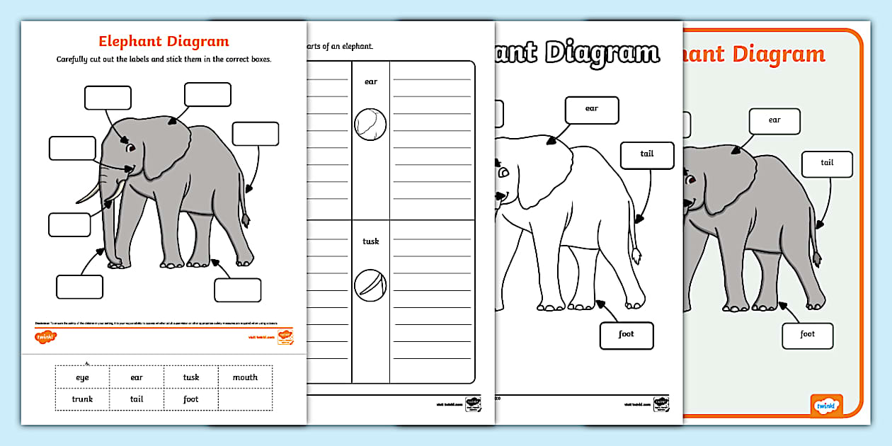 Elephant Diagram Pack (Teacher-Made) - Twinkl