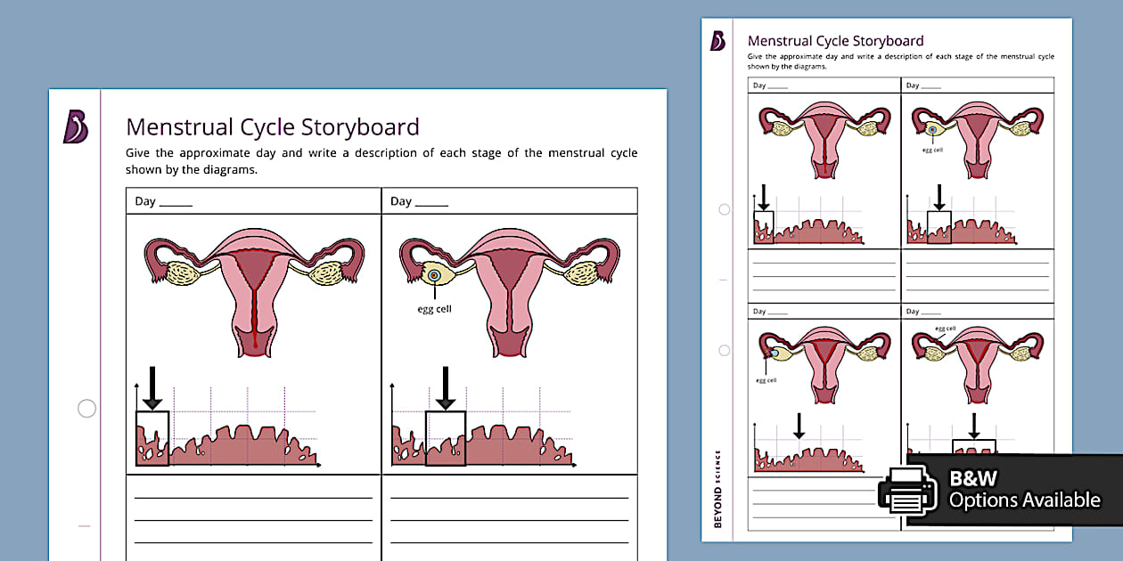 KS3 Menstrual Cycle Storyboard Activity | Biology | Beyond