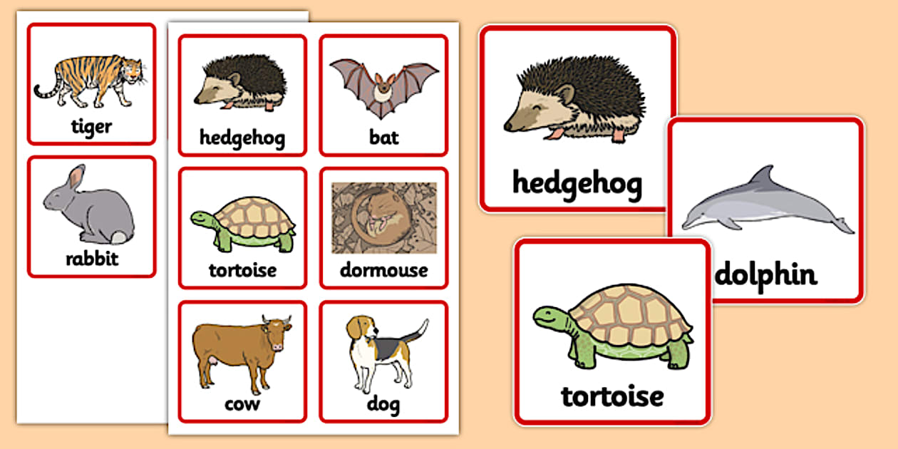 Animals That Hibernate Sorting Cards (Teacher-Made) - Twinkl