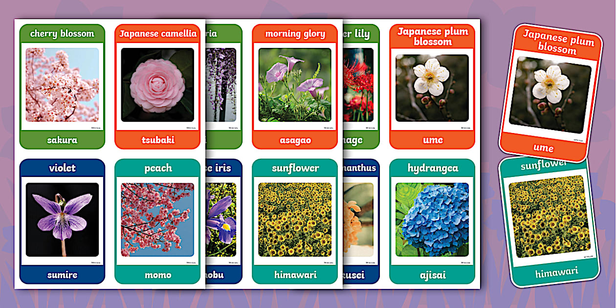 Flowers Photo Flashcards (teacher made) - Twinkl