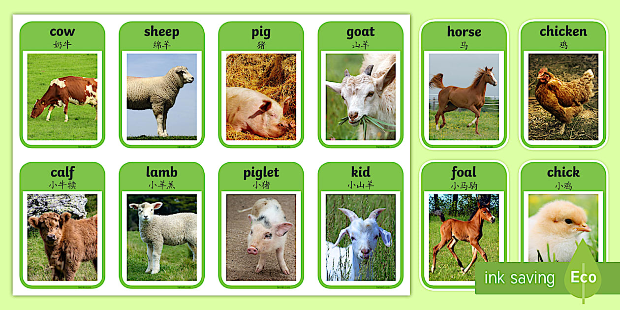 Farm Animal Flashcards (teacher made) - Twinkl