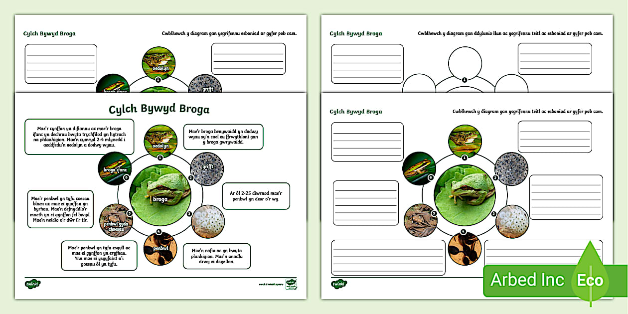 Diagram Labelu Cylch Bywyd Broga