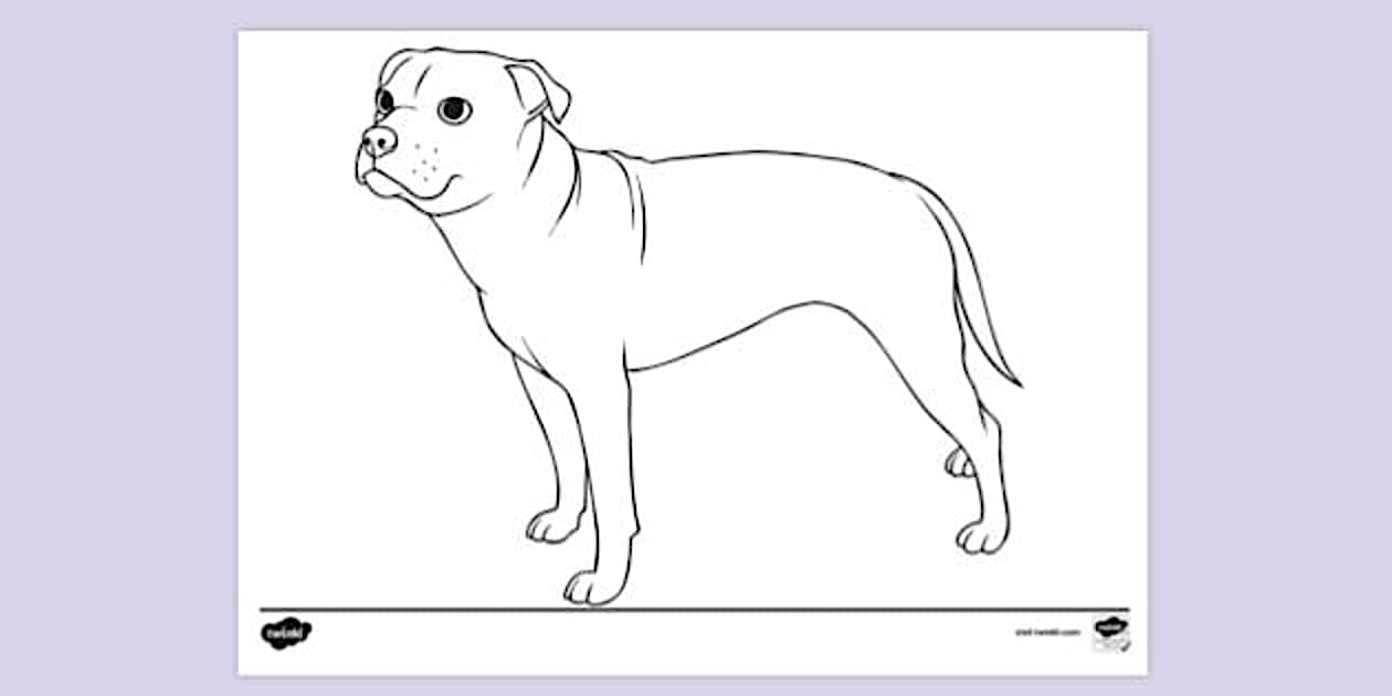 Dog Staffy Bull Terrier Colouring Sheet | Colouring Sheets