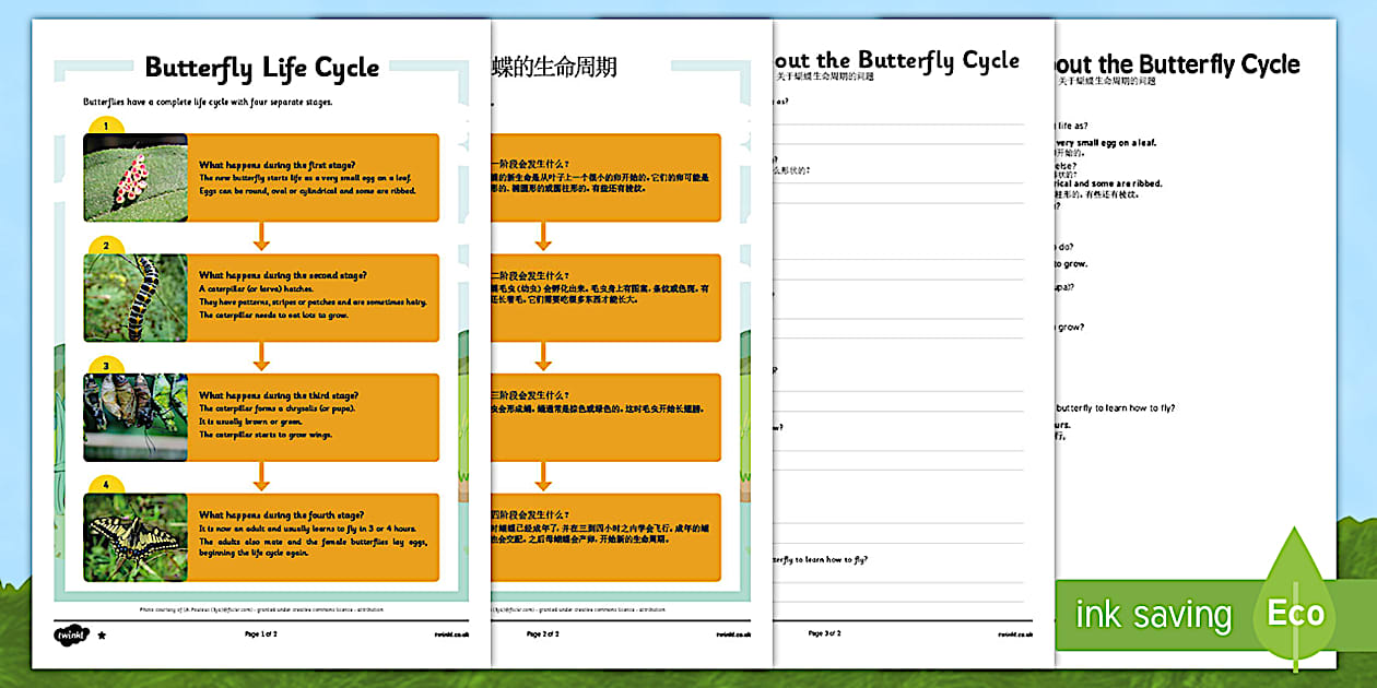 Editable Butterfly Life Cycle Differentiated Reading Comprehension Activity