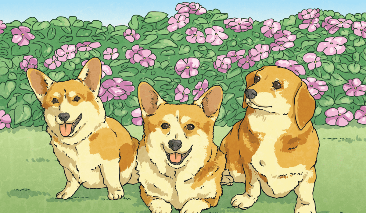 Queen Elizabeth II’s Animals - Twinkl NewsRoom - Twinkl