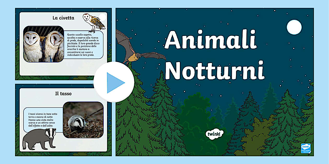 Animali notturni Powerpoint (teacher made) - Twinkl