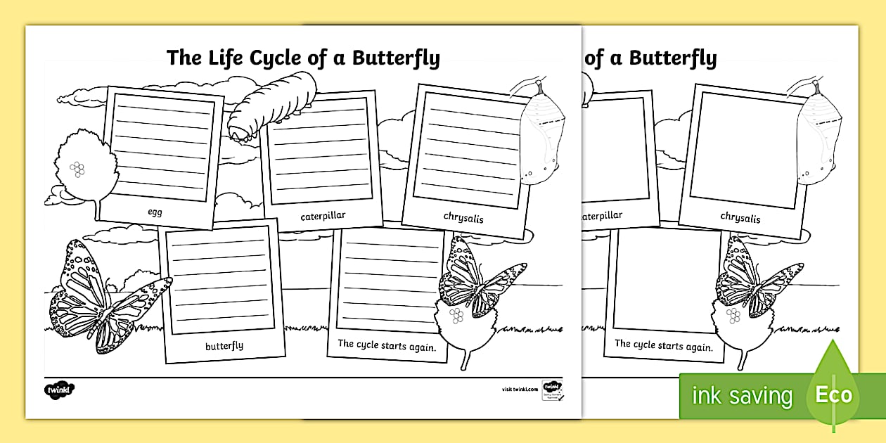 Editable The Life Cycle Of A Butterfly Writing Frames