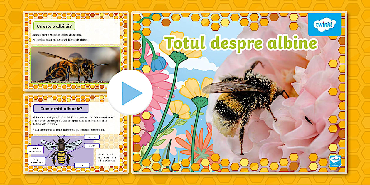 Totul despre albine – Prezentare PowerPoint - Twinkl