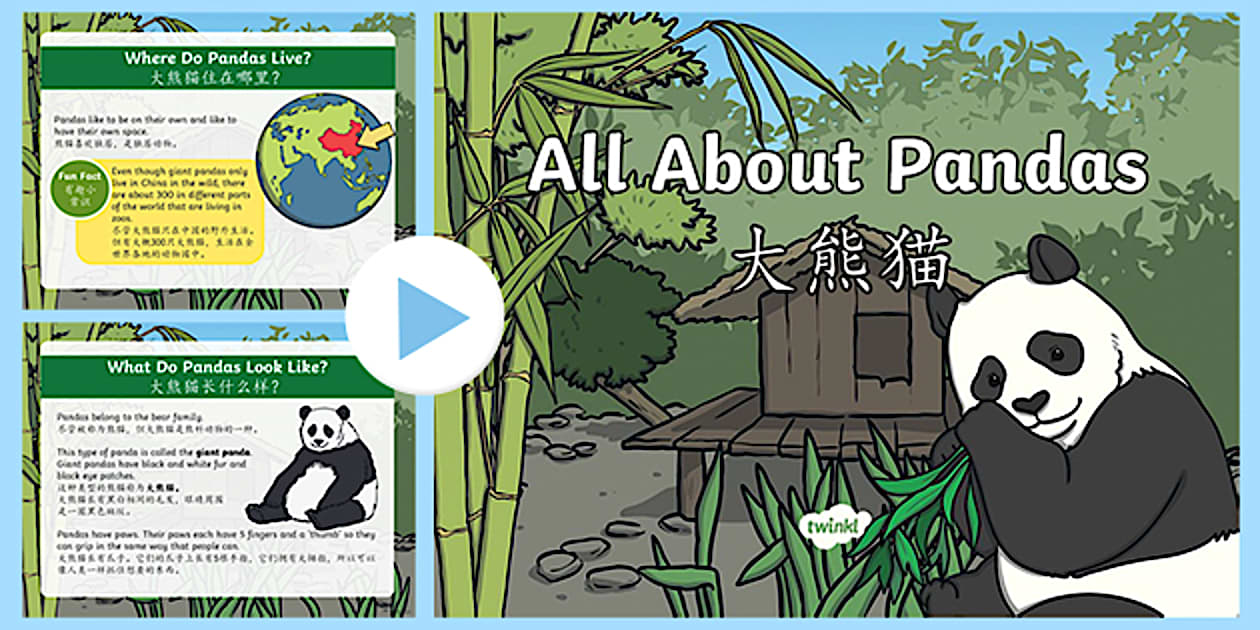 All About Pandas - English/Mandarin Chinese - Twinkl