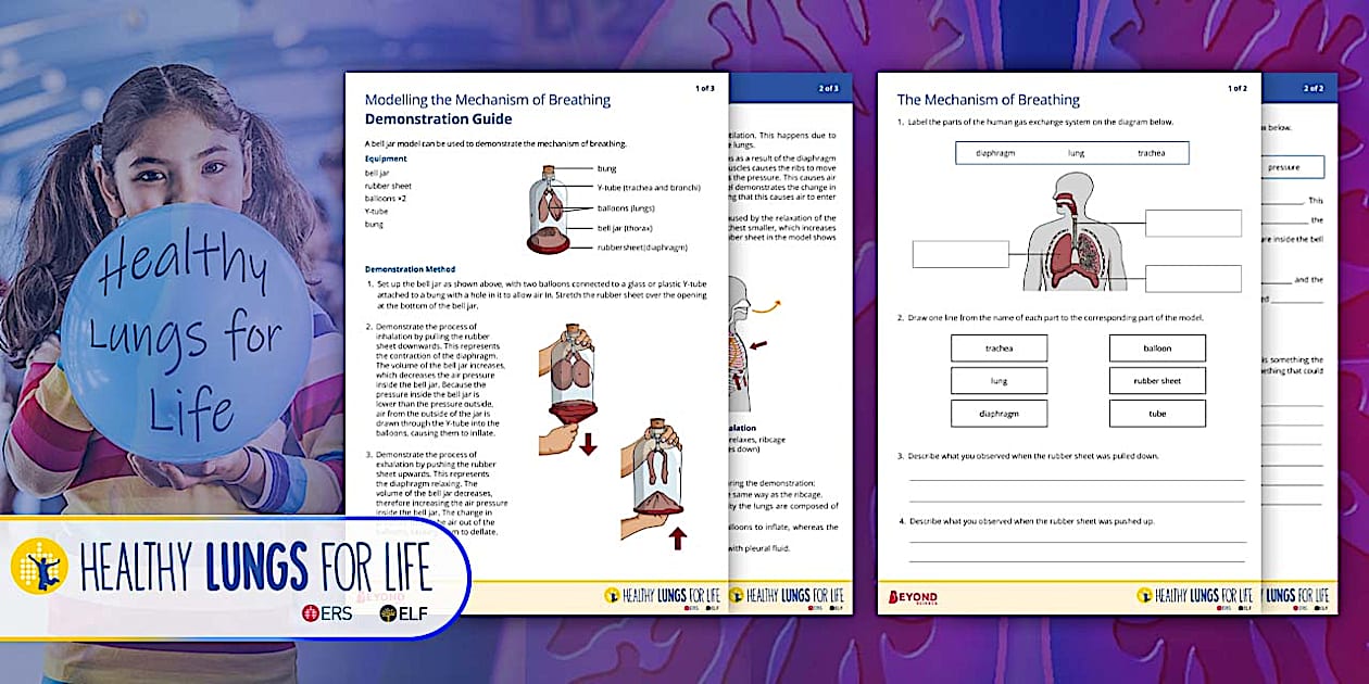 Mechanism of Breathing Model Teacher Demonstration Guide