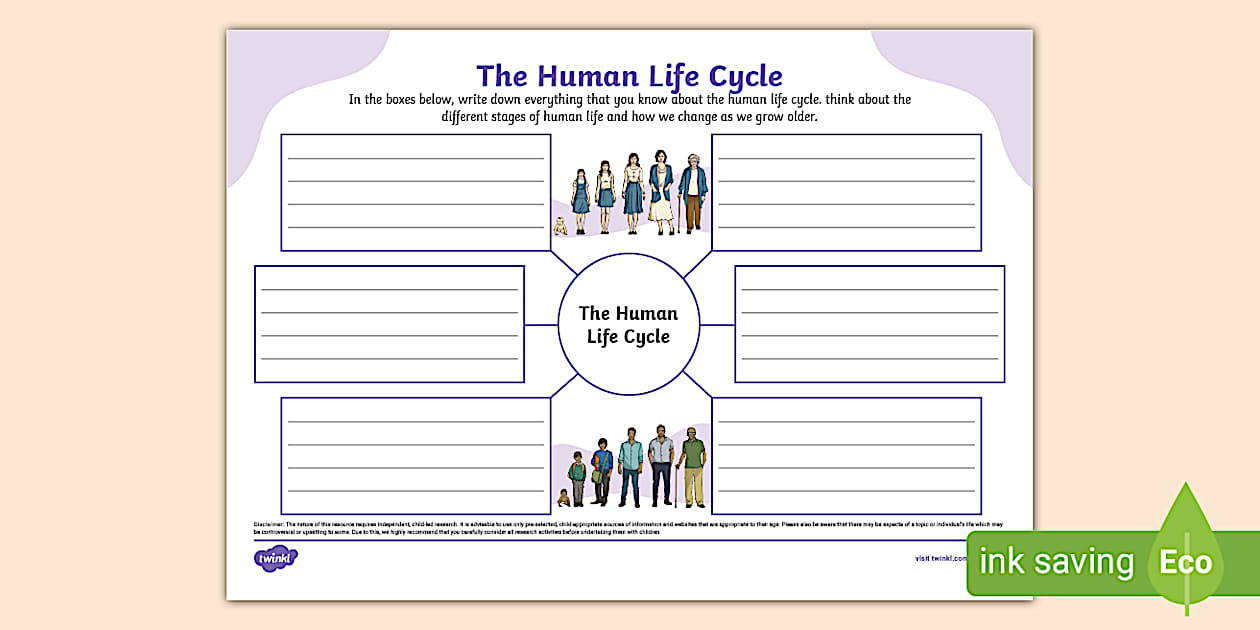 The Human Life Cycle Mind Map (creat de profesori) - Twinkl