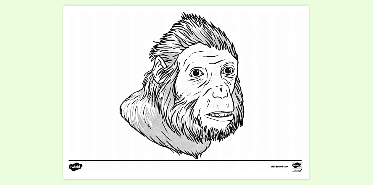 Proconsul Head Colouring Sheet | Colouring Sheets - Twinkl