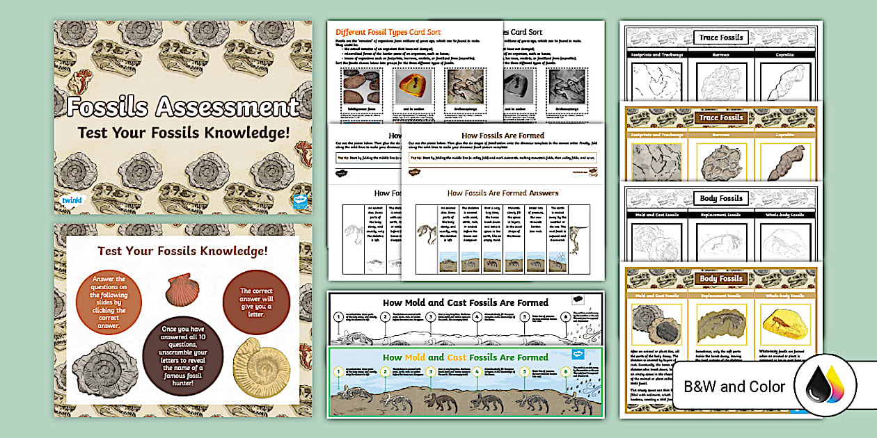 Fossils Teaching Pack for 3rd-5th Grade | Twinkl USA