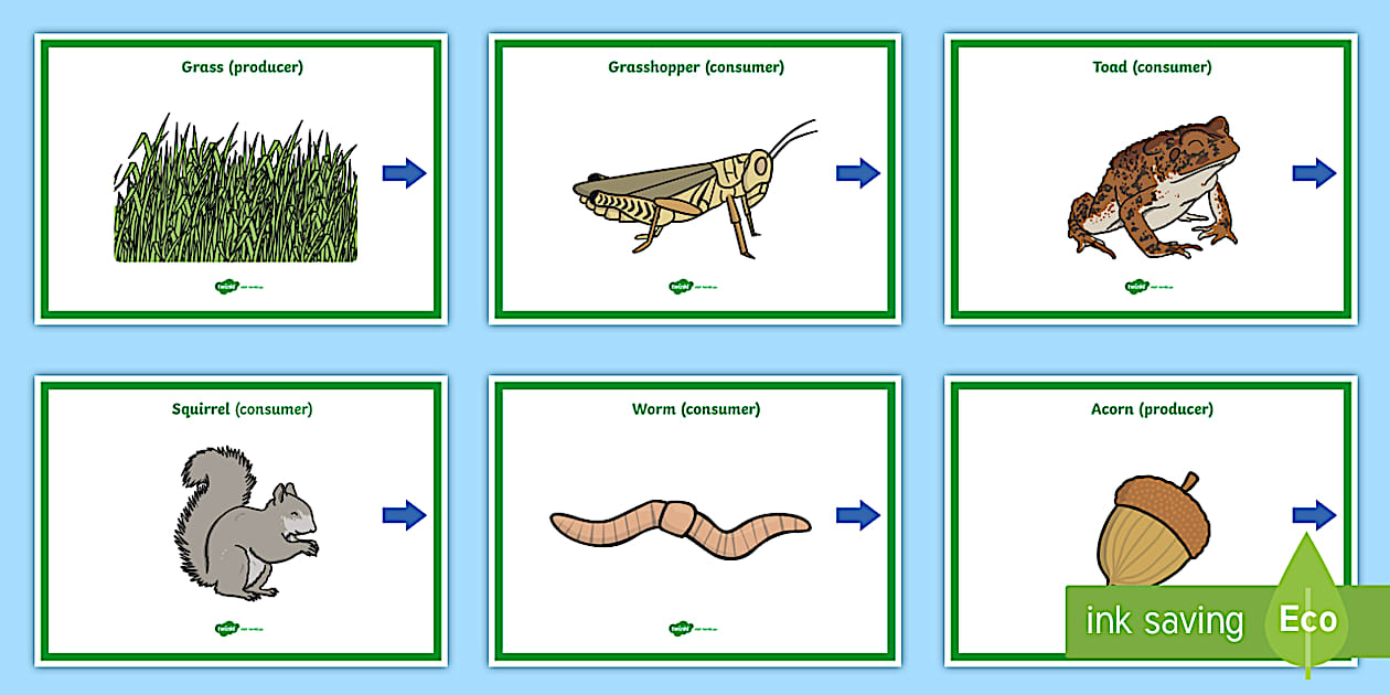 Editable Food Chain Display Posters (teacher made) - Twinkl