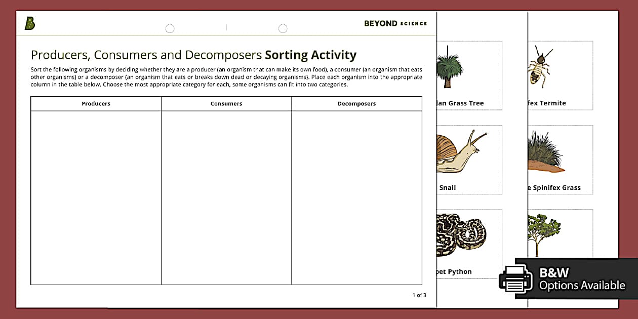 Australian Producers, Consumers, and Decomposers - Beyond