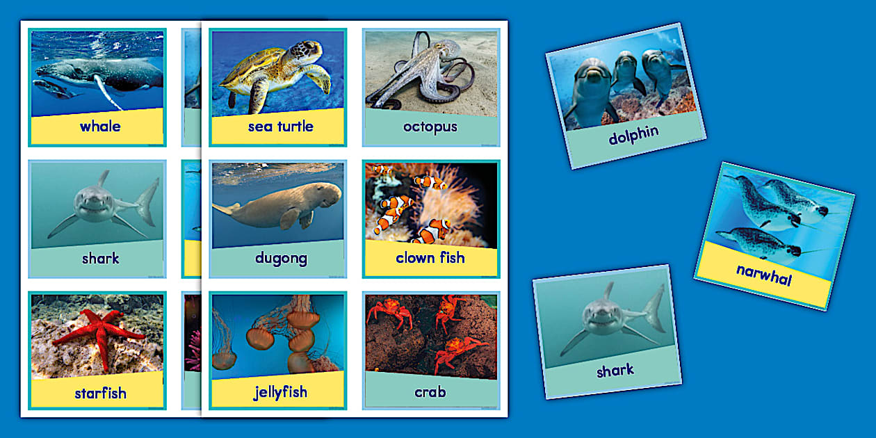 Colorful Ocean Animals Photos Flash Cards | Twinkl USA