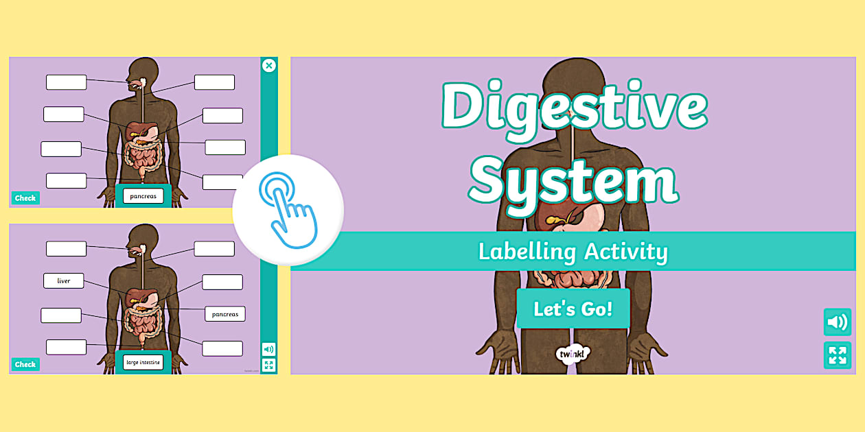 Interactive Digestive System Labelling Activity | Twinkl Go!
