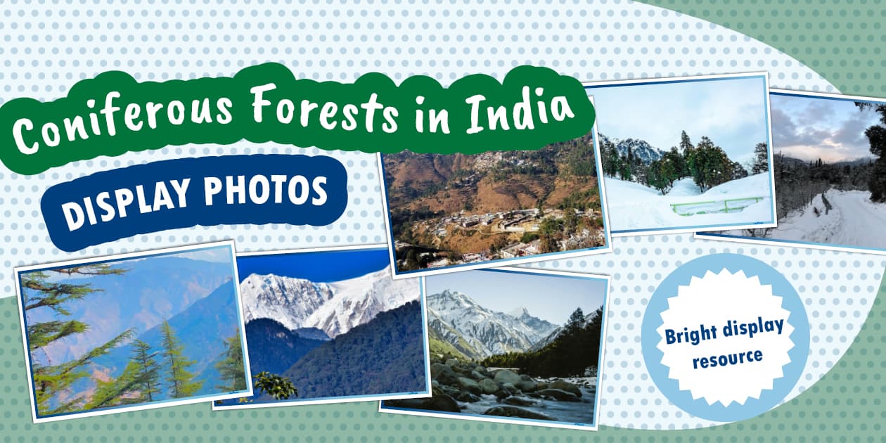 Coniferous Forests in India Display Photos