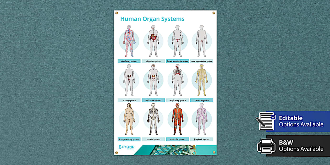 Human Organ Systems Poster | KS3 Biology | Beyond - Twinkl