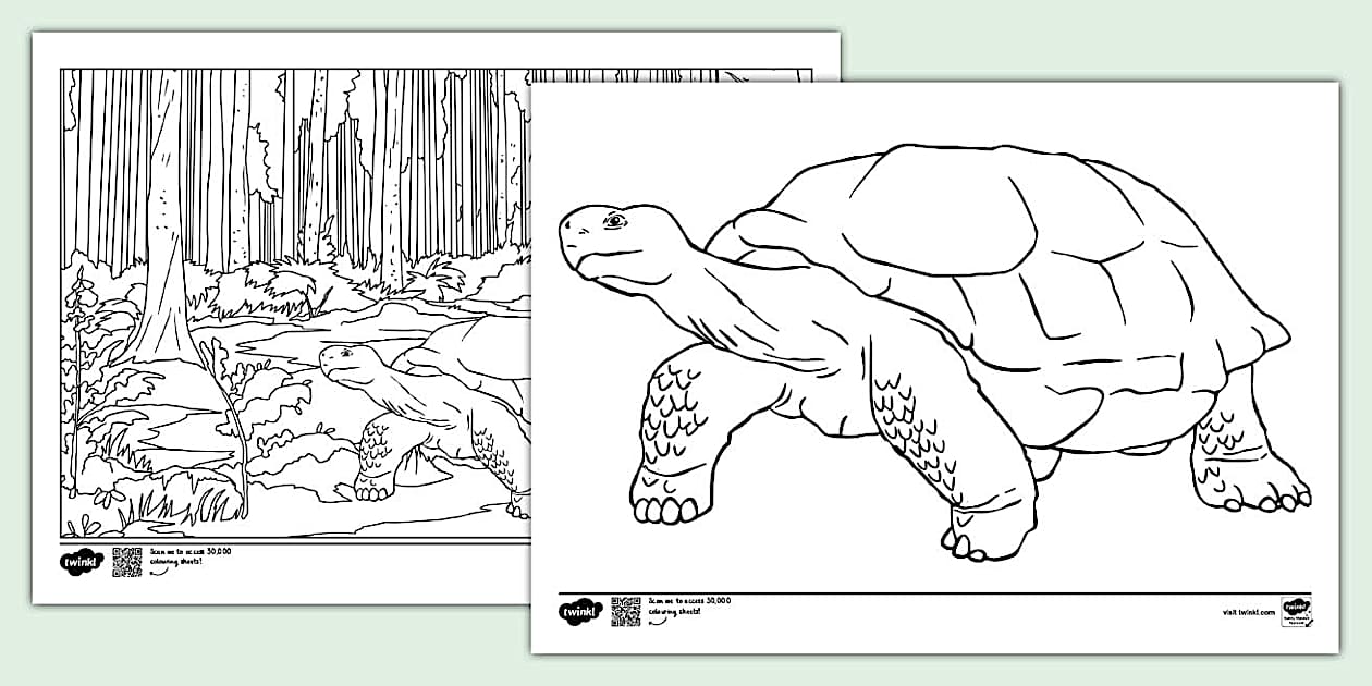 Tortoise Colouring Page (teacher made) - Twinkl