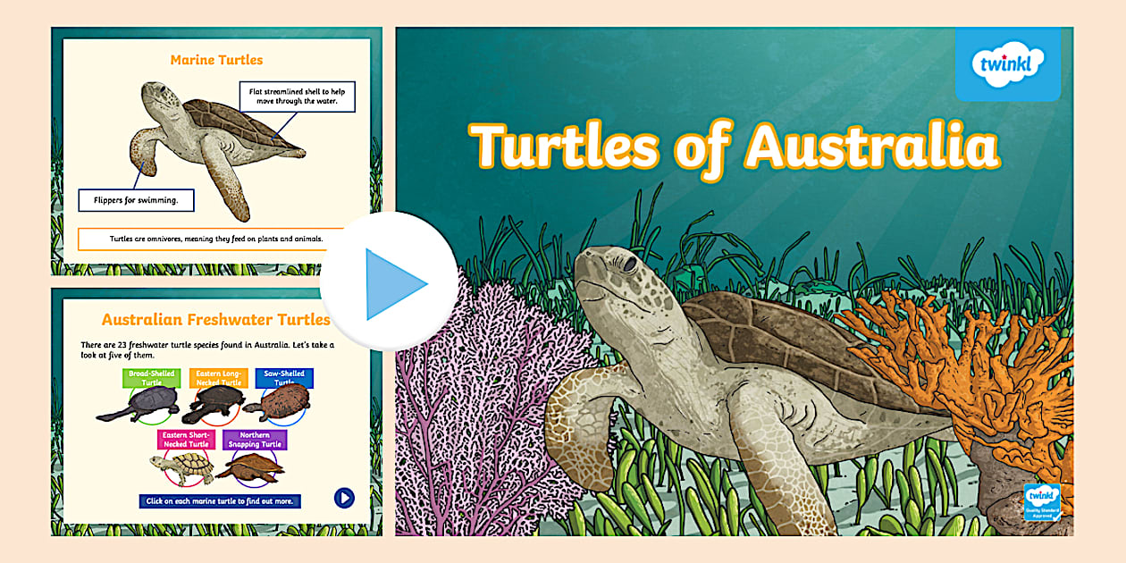Turtles of Australia PowerPoint (teacher made) - Twinkl