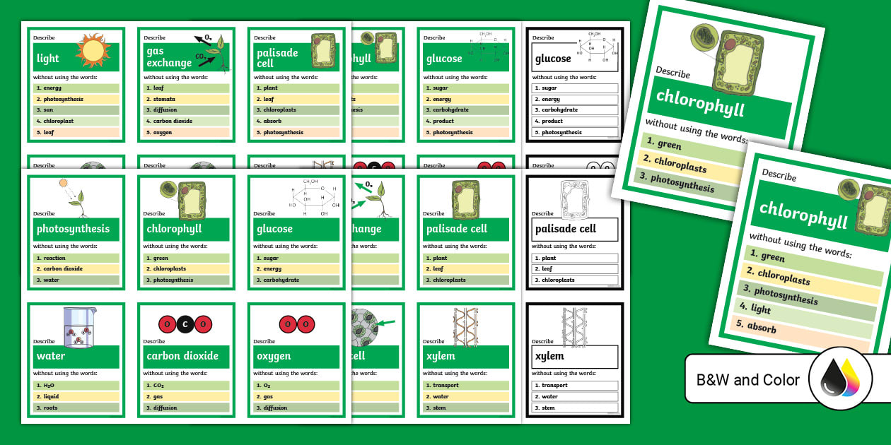 Photosynthesis Can You Guess? Cards for 6th-8th Grade