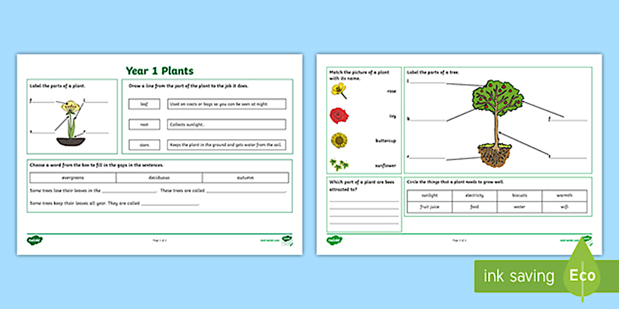 Year 1 Plants Revision Activity Mat | Twinkl Science