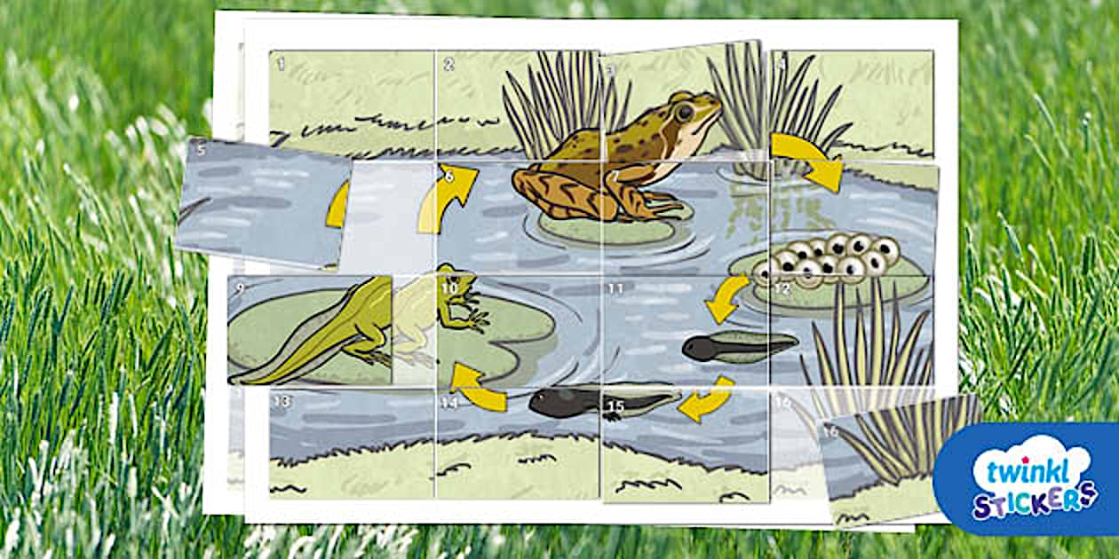 Life Cycle of Frogs - Sticker Puzzle Activity (teacher made)