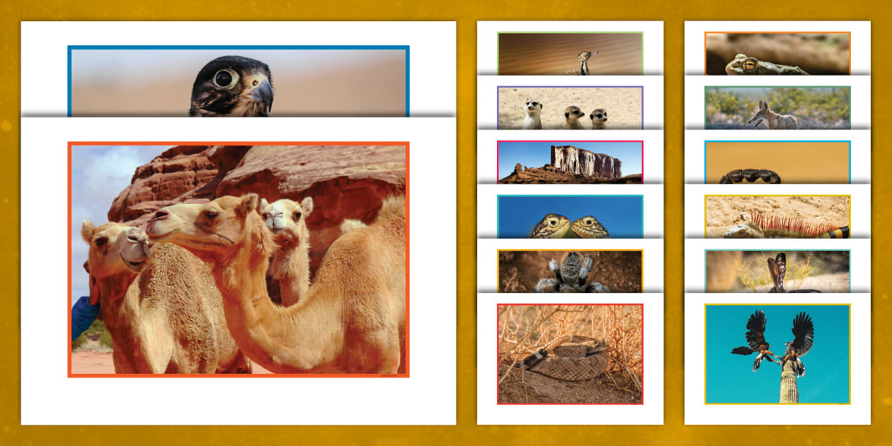 Desert Animals Display Photos (teacher made) - Twinkl