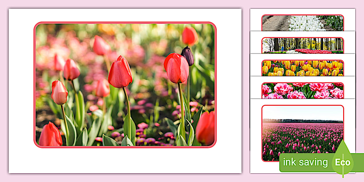 Tulips Display Photos (teacher made) - Twinkl